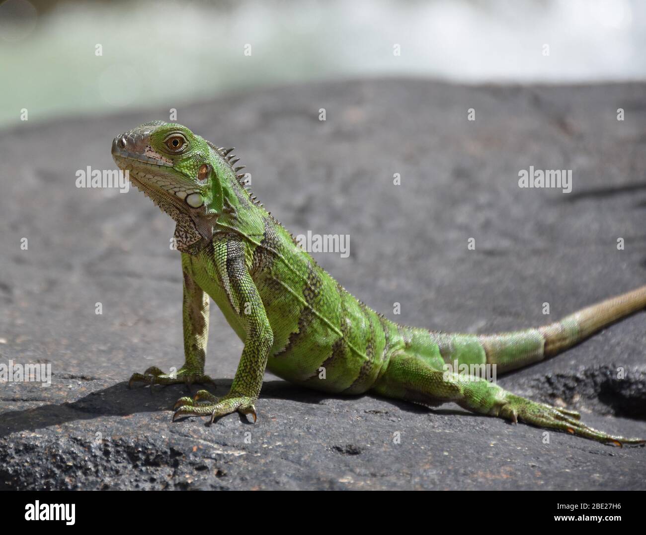 Aruba green iguana sitting sunning on a rock Stock Photo - Alamy