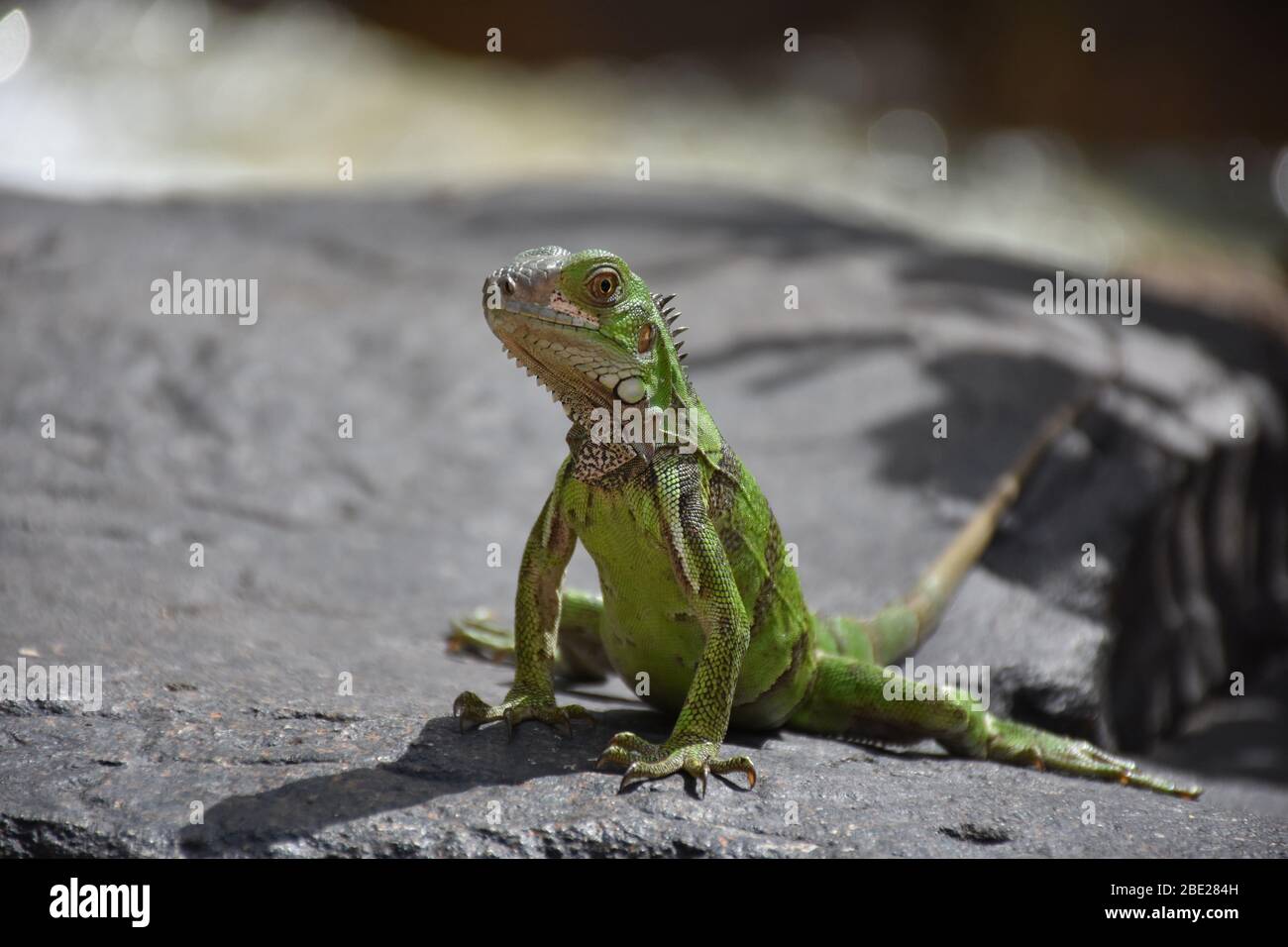Direct look into the face of a large iguana Stock Photo - Alamy