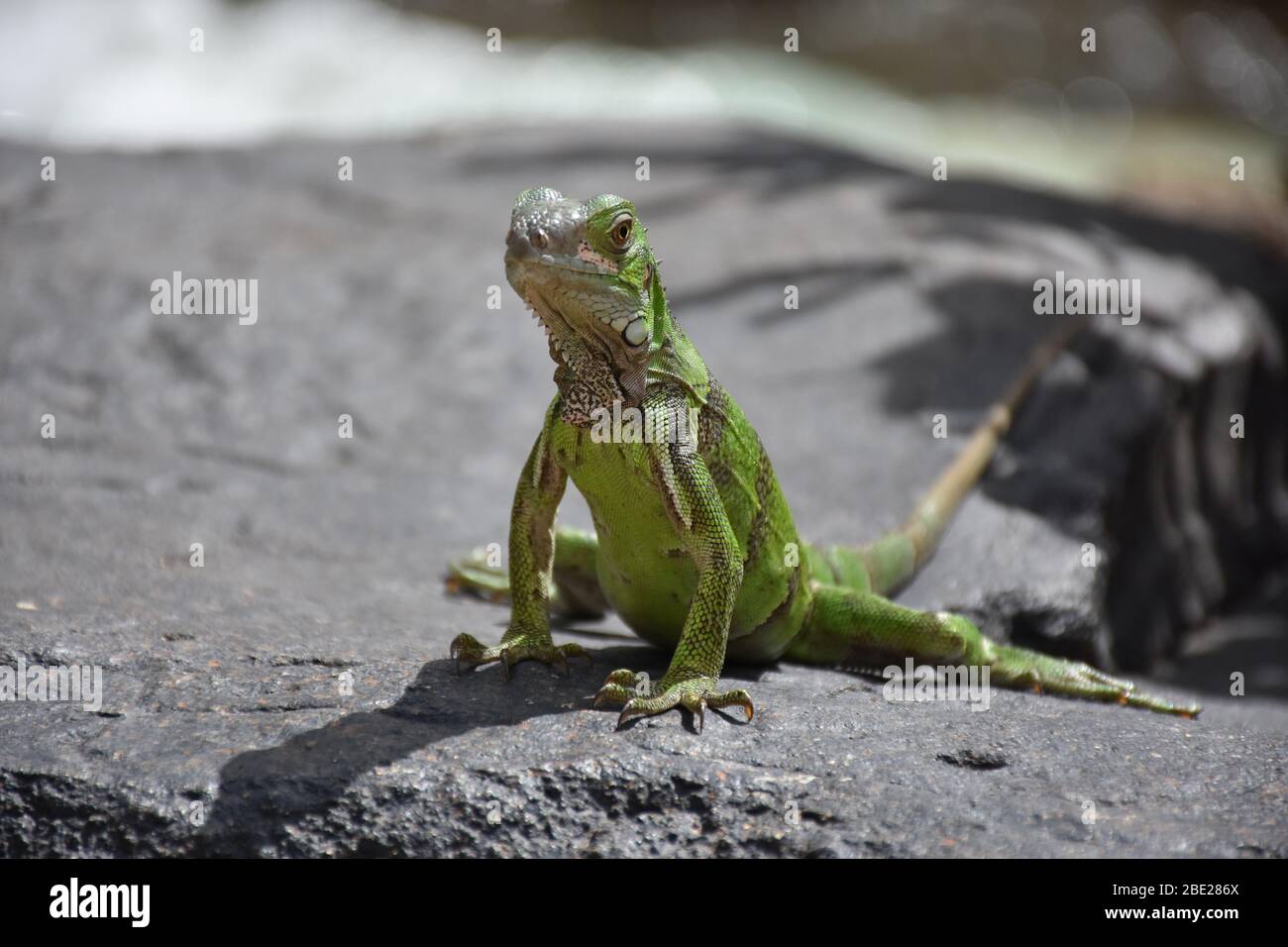 Lava lizard push up hi-res stock photography and images - Alamy