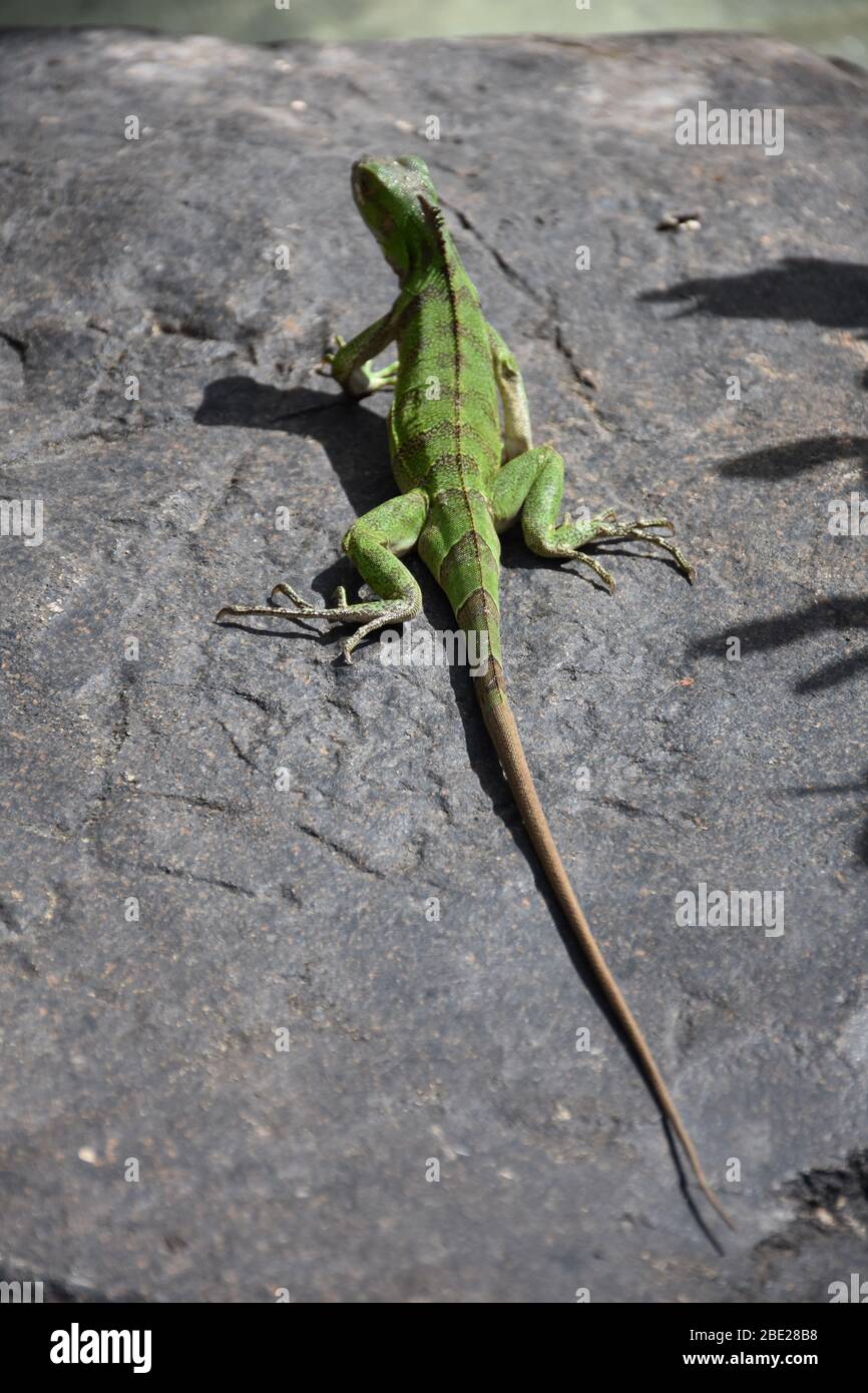 Green iguana with a long tail sitting on a rock Stock Photo - Alamy