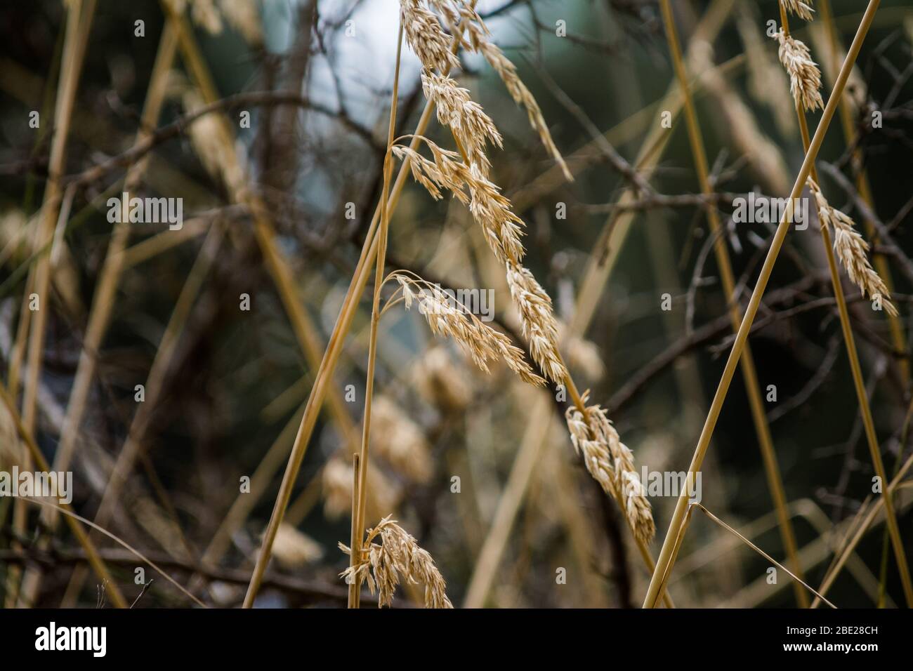 Close up tall blades grass hi-res stock photography and images - Alamy