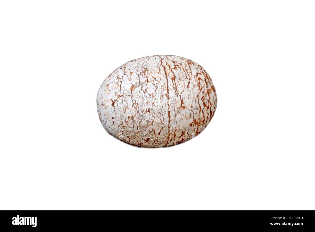 spherical fossil in the white background Stock Photo - Alamy