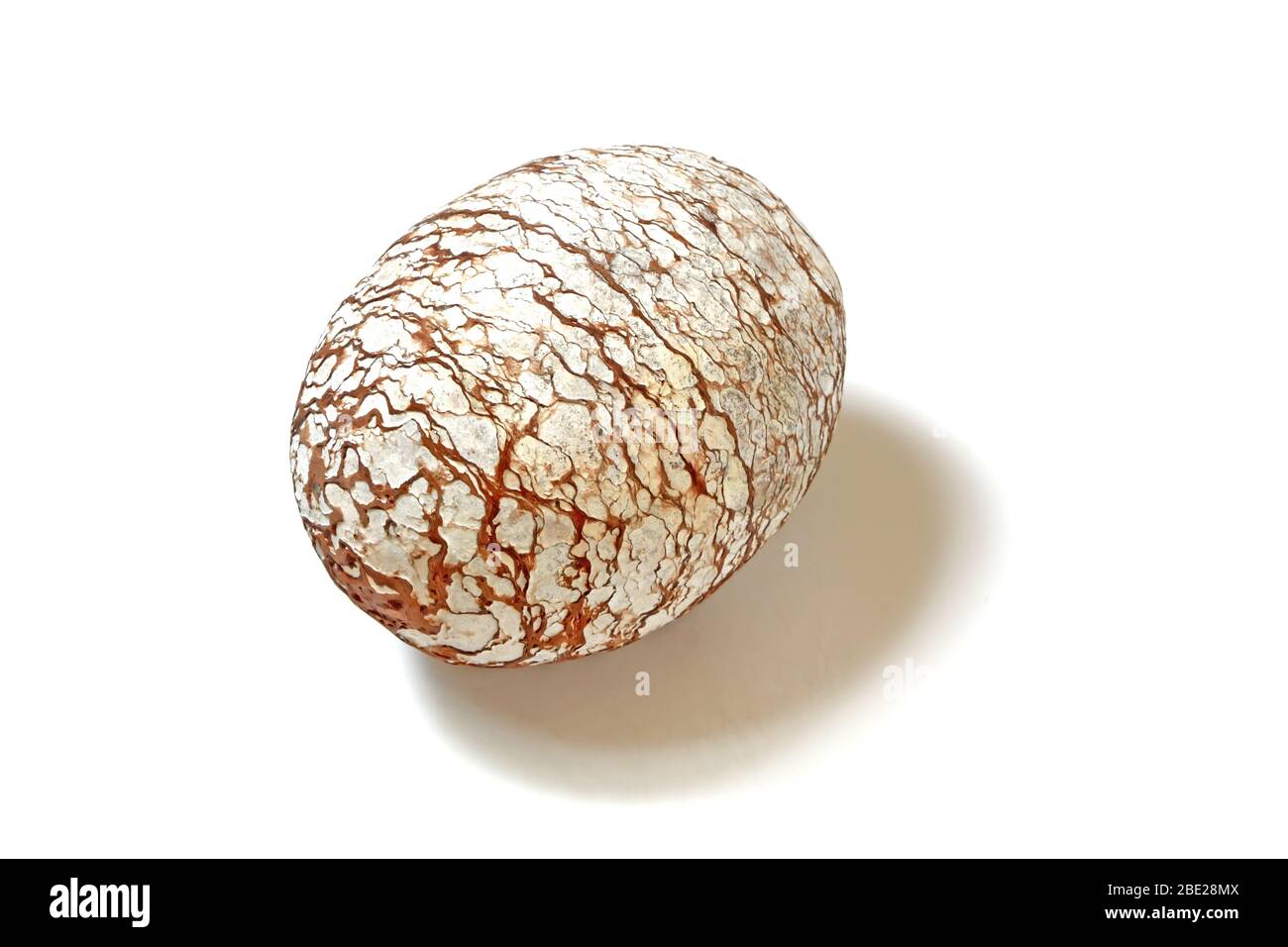 spherical fossil in the white background Stock Photo - Alamy