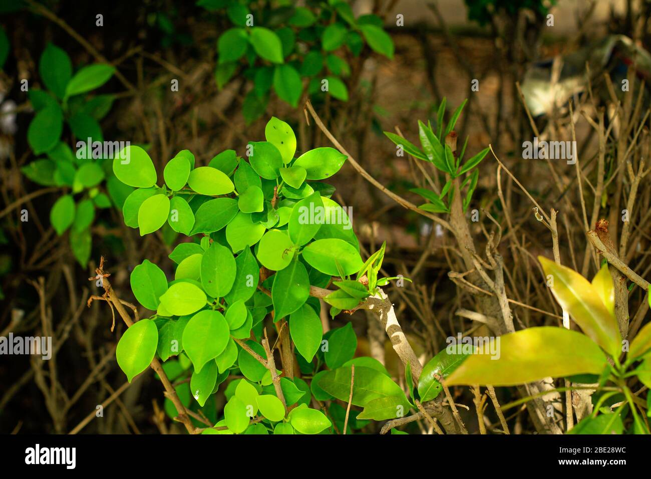 Karachi forest hi-res stock photography and images - Alamy
