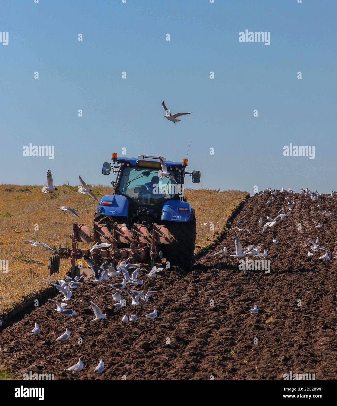 Magheralin, County Armagh, Northern, Ireland. 11th Apr, 2020. UK ...