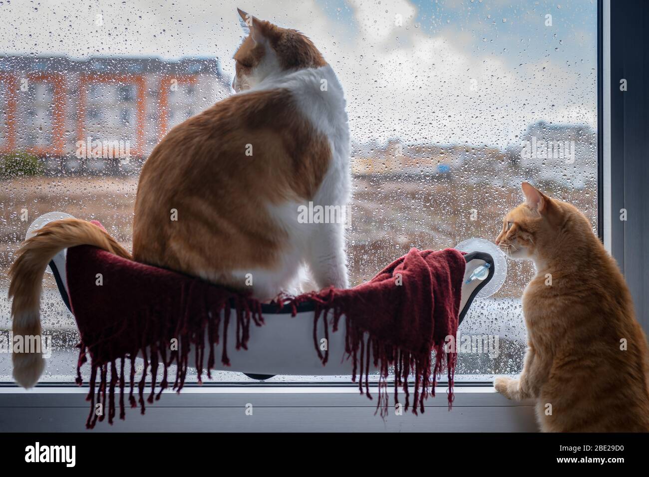 Rainy Day Window Cat