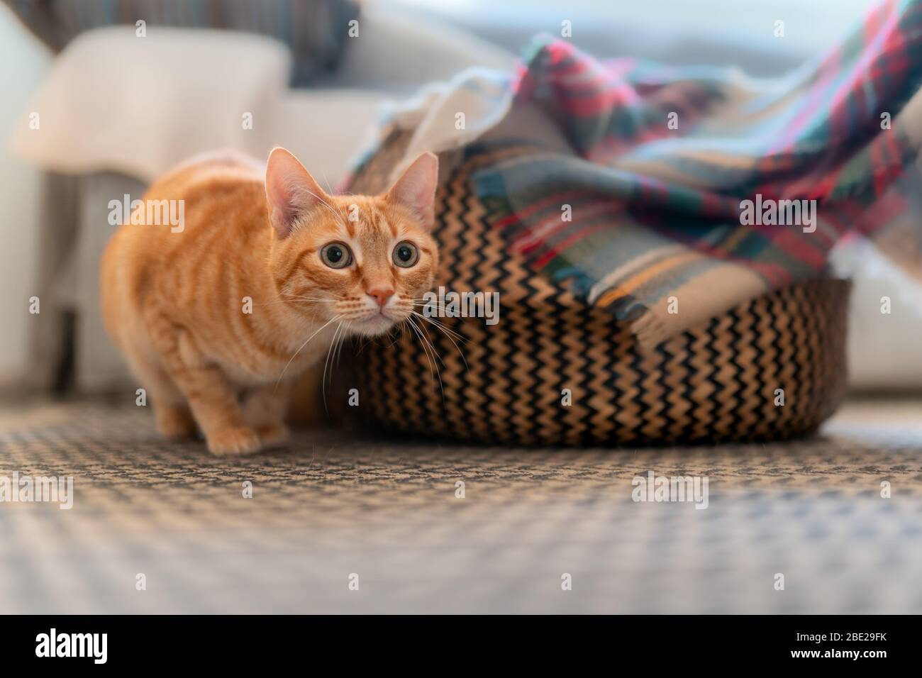 Green-eyed tabby cat hiding behind a wicker basket is about to attack ...