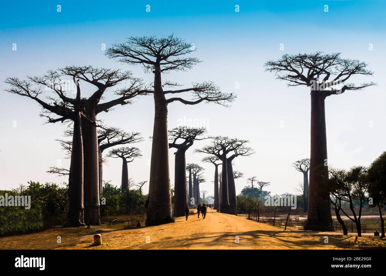 Stunning view of Baobab Avenue with majestic silhouette of trees in ...