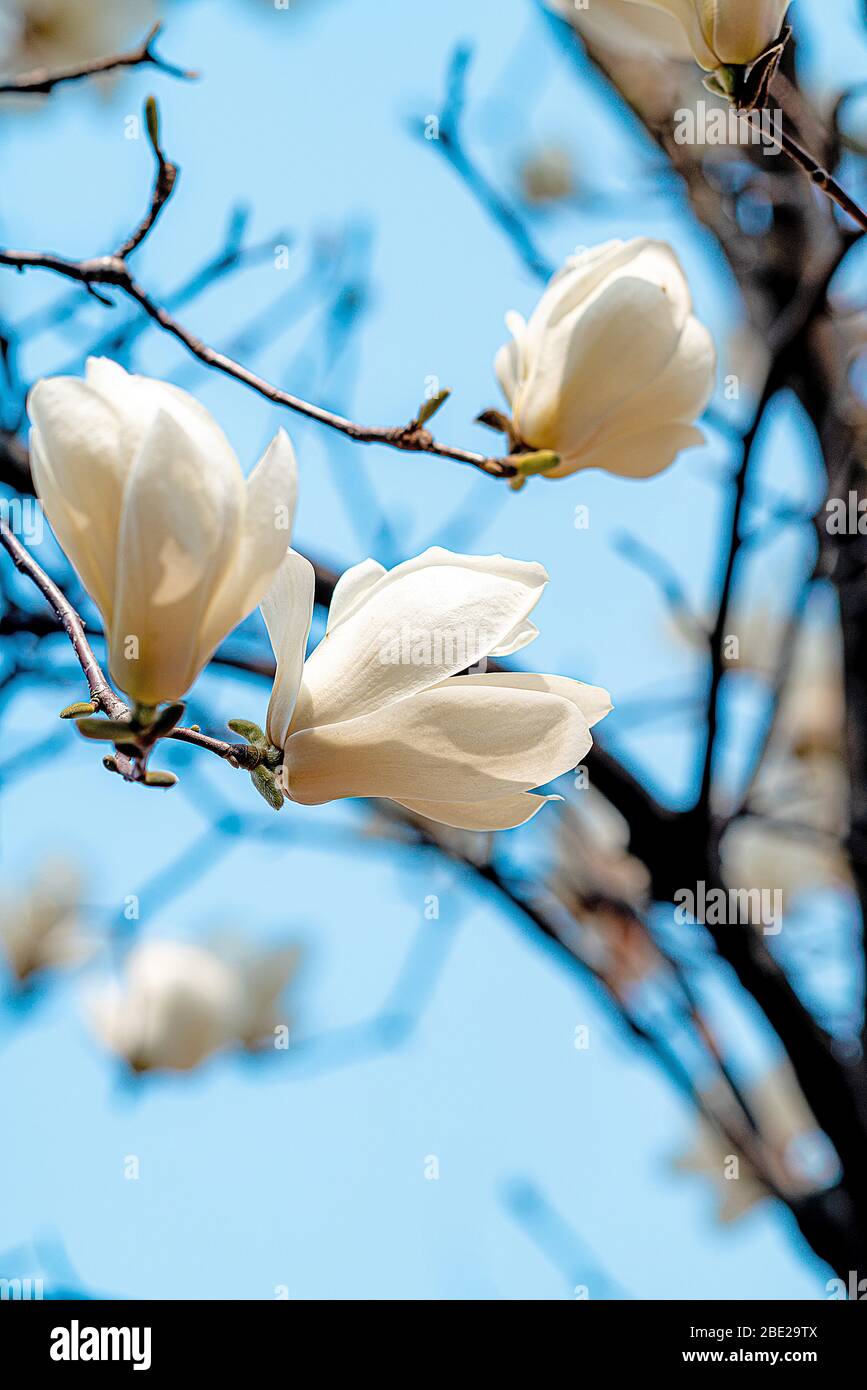 spring flower in Korea Stock Photo - Alamy