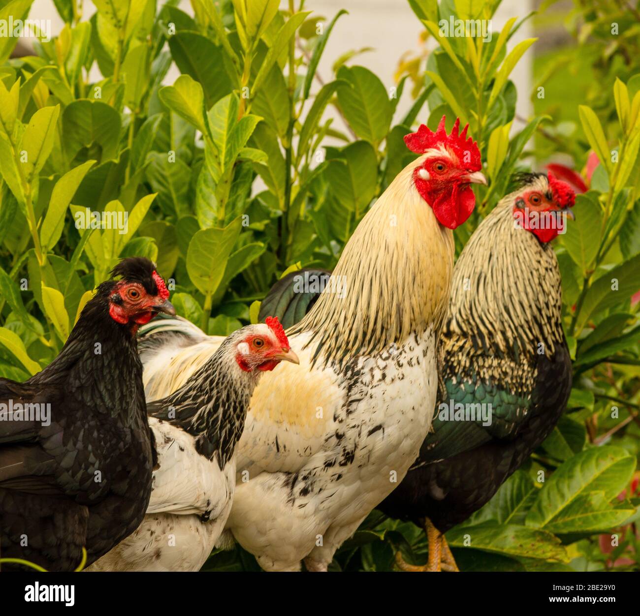 Free range rare breed chickens outdoors in the countryside Stock Photo ...
