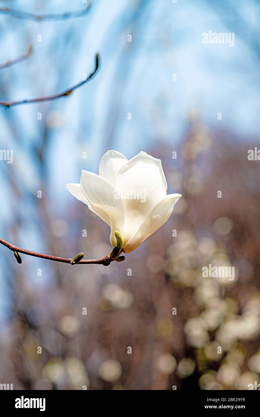 spring flower in Korea Stock Photo - Alamy
