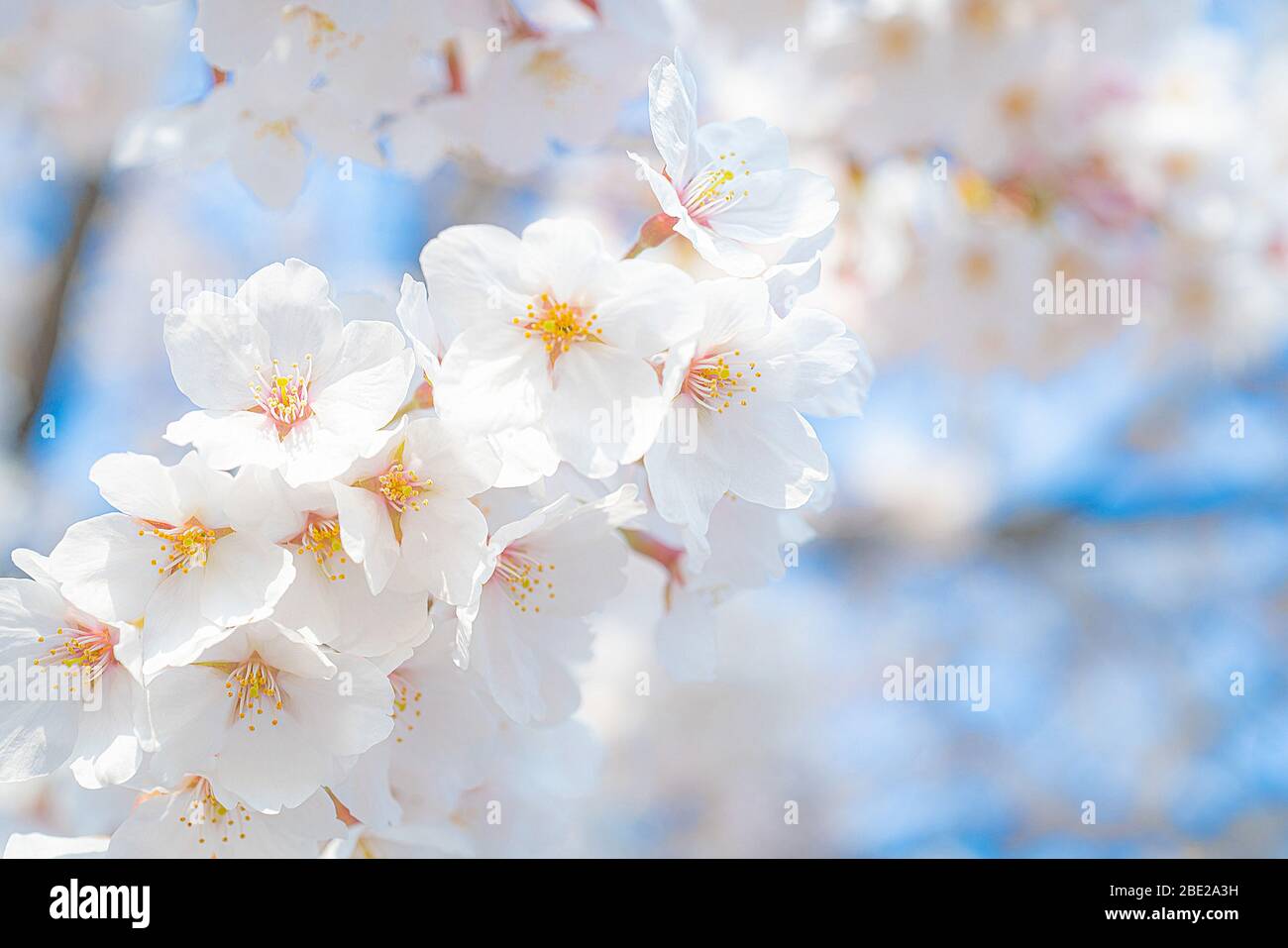 spring flower in Korea Stock Photo - Alamy