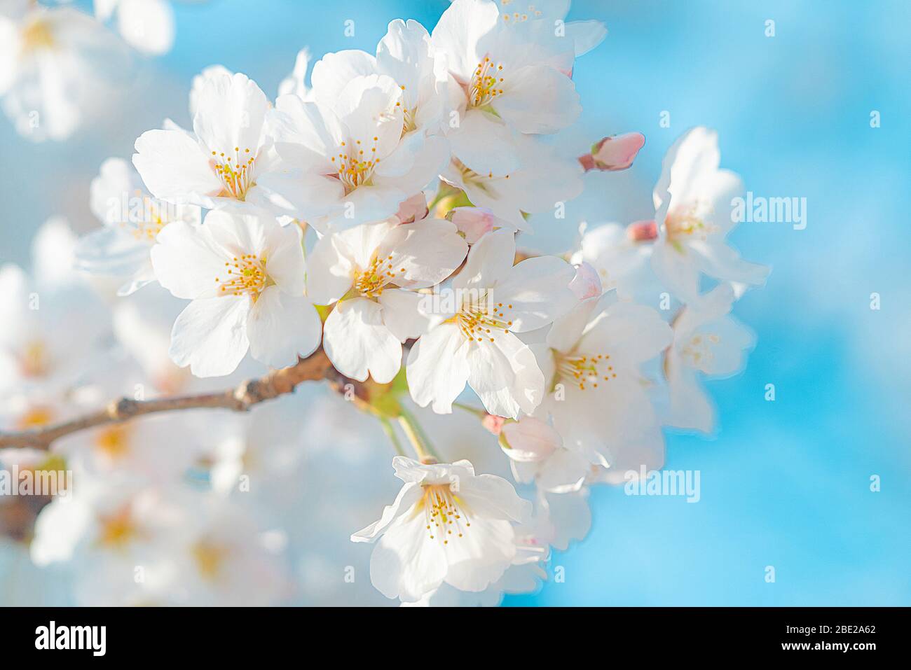 South korea spring weather hi-res stock photography and images - Alamy