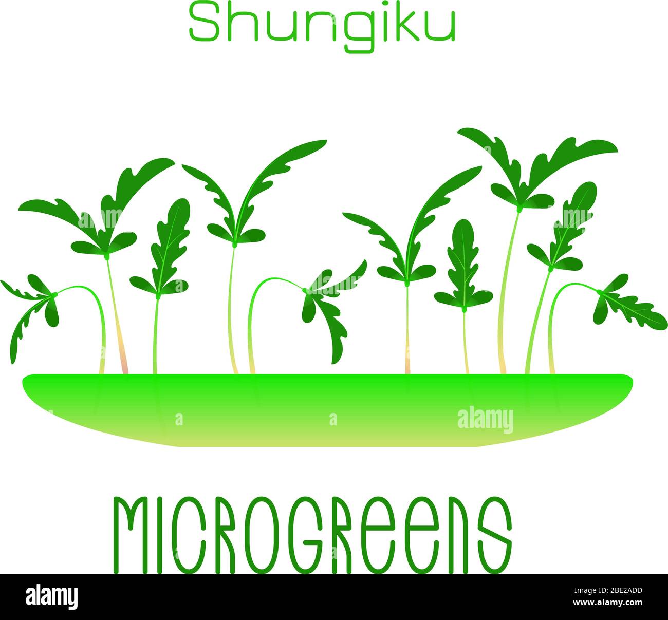 Microgreens Shungiku. Glebionis coronaria, garland chrysanthemum, chop ...