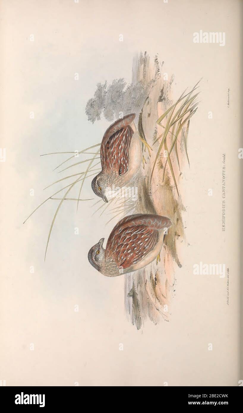 The birds of Australia By John Gould Stock Photo - Alamy