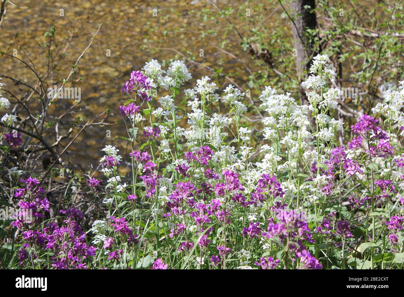 White honesty hi-res stock photography and images - Alamy