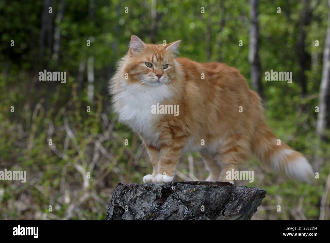 Beautiful ginger tabby Tom Cat ginger and white on a willow tree stump ...