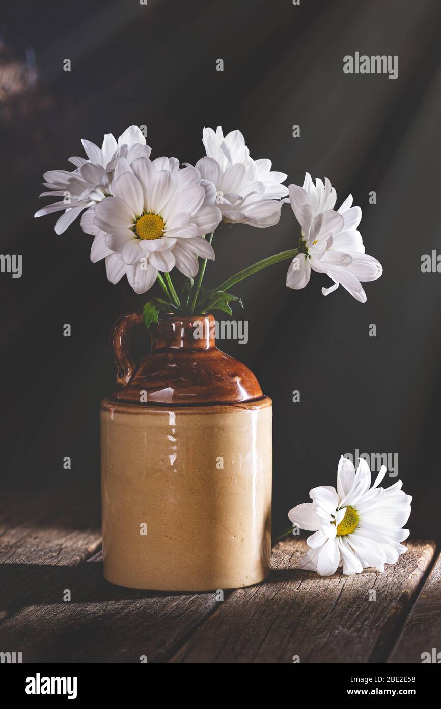 White daisy flowers in a brown jug on a rustic wooden surface with rays ...