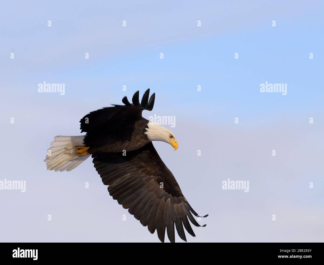 Bald Eagle in flight on light blue sky, looking down Stock Photo - Alamy