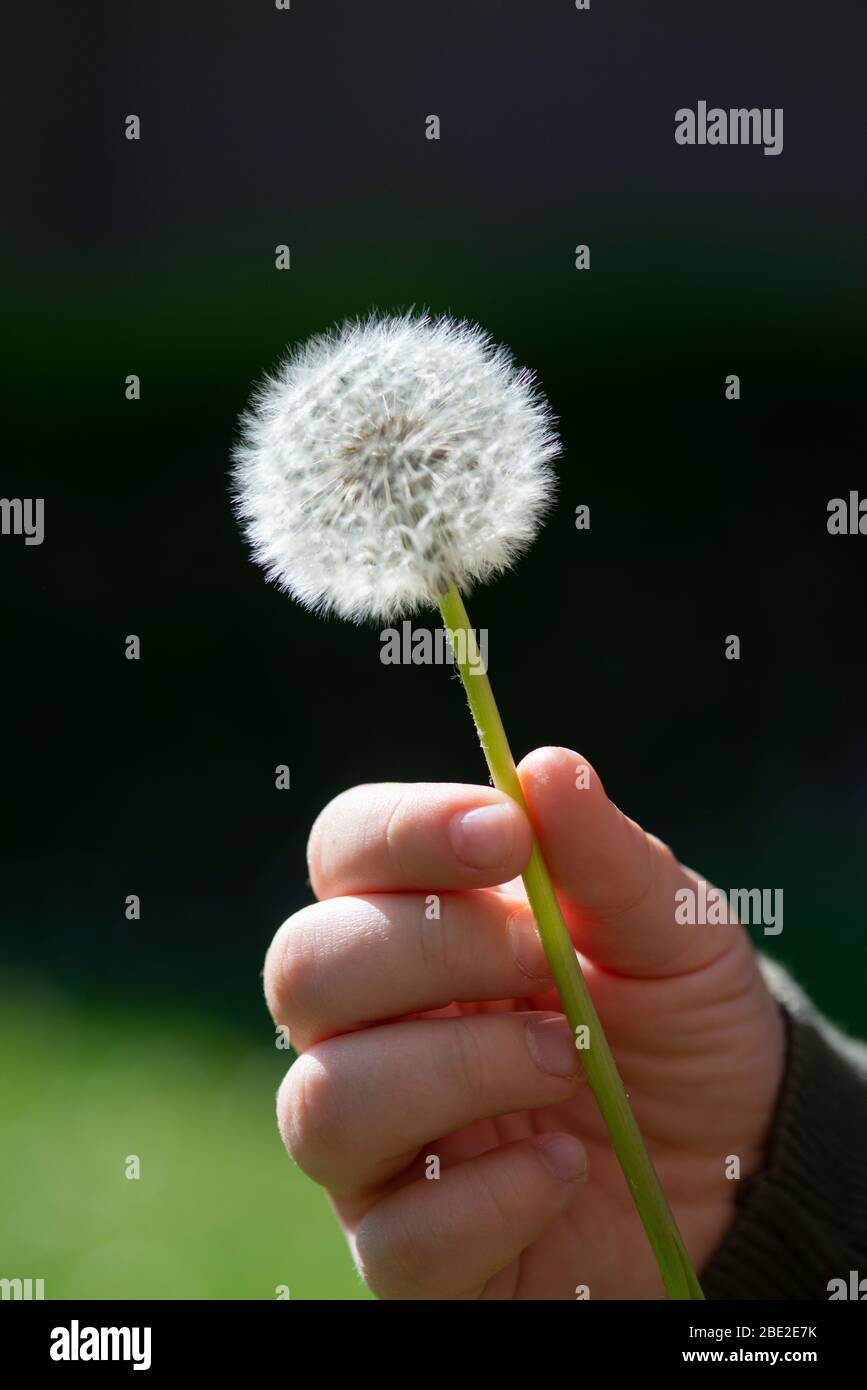 Hand holding dandelion close up hi-res stock photography and images - Alamy