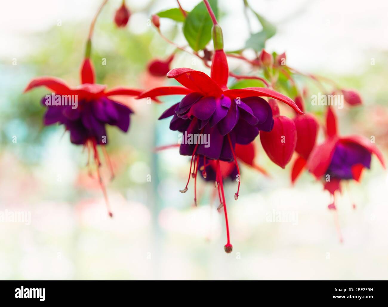 Beautiful purple fuchsia flowers hanging from the stem, forming a ...