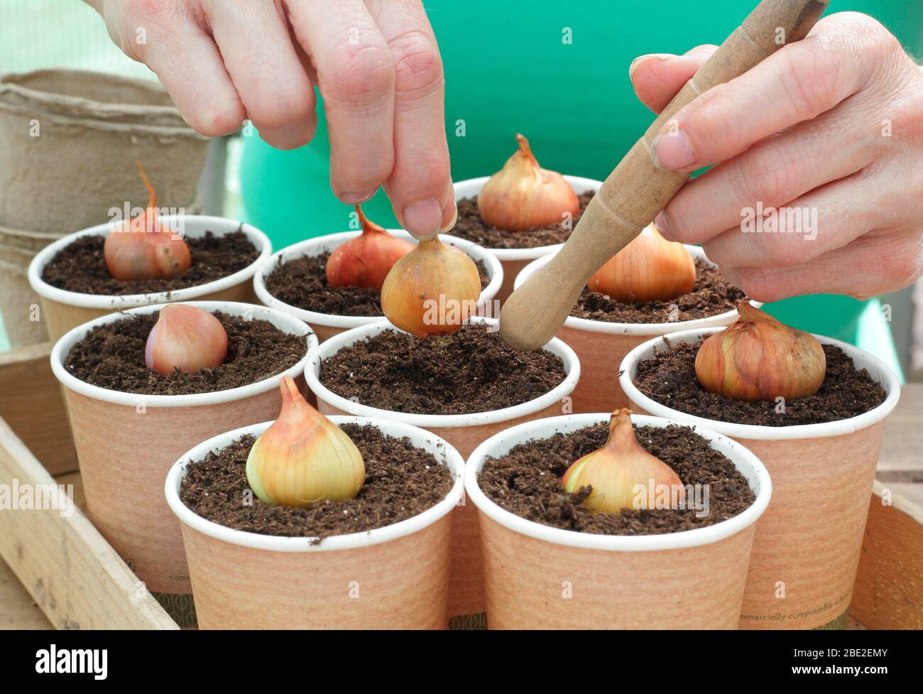 Planting shallot sets hi-res stock photography and images - Alamy
