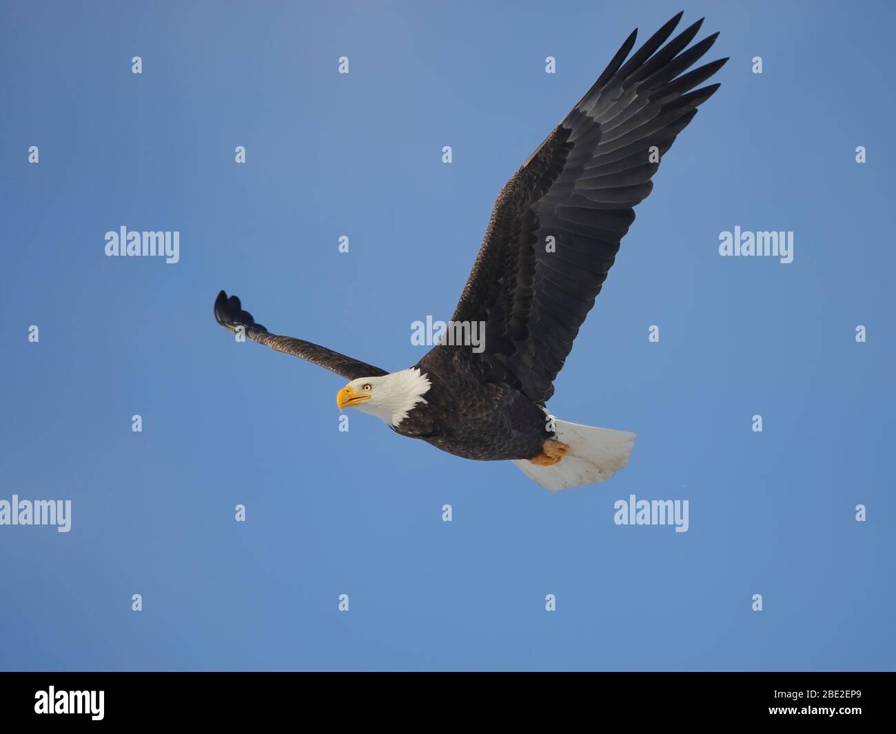 Bald Eagle in flight on blue sky showing full wingspan Stock Photo - Alamy