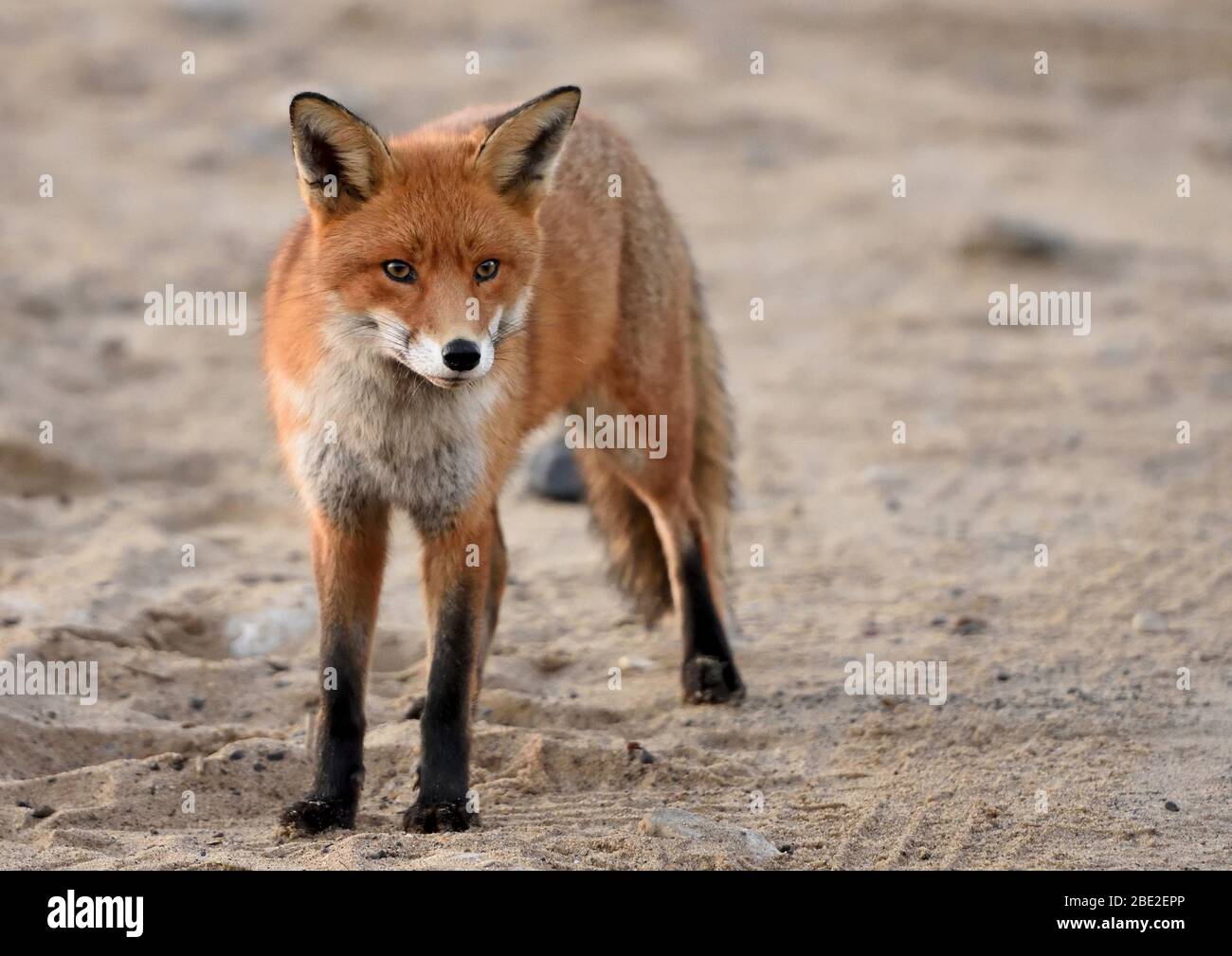 Red fox enjoying the beach Stock Photo - Alamy