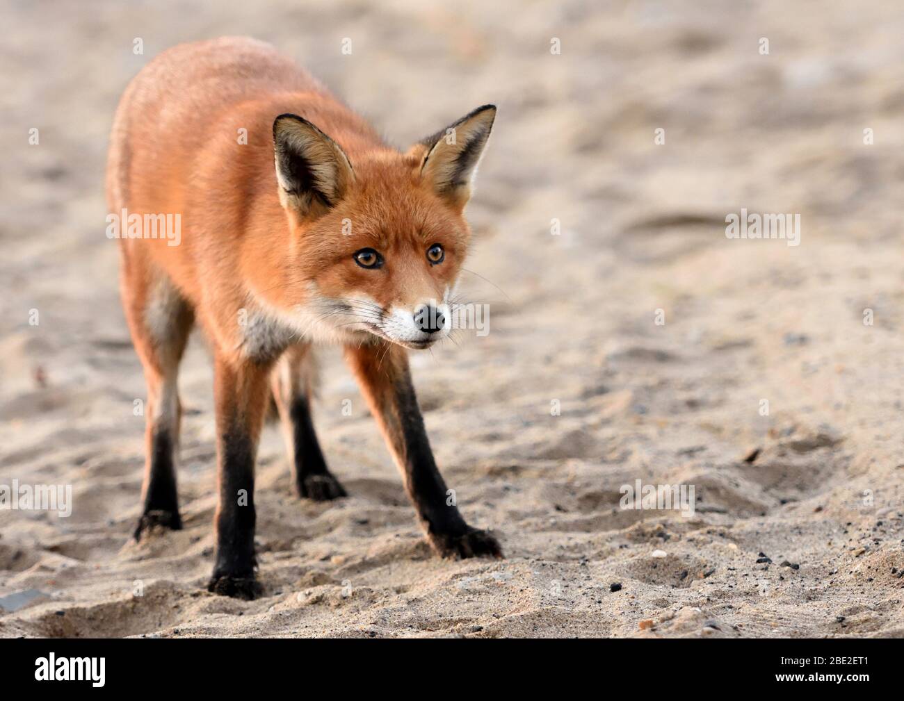 Red fox enjoying the beach Stock Photo - Alamy