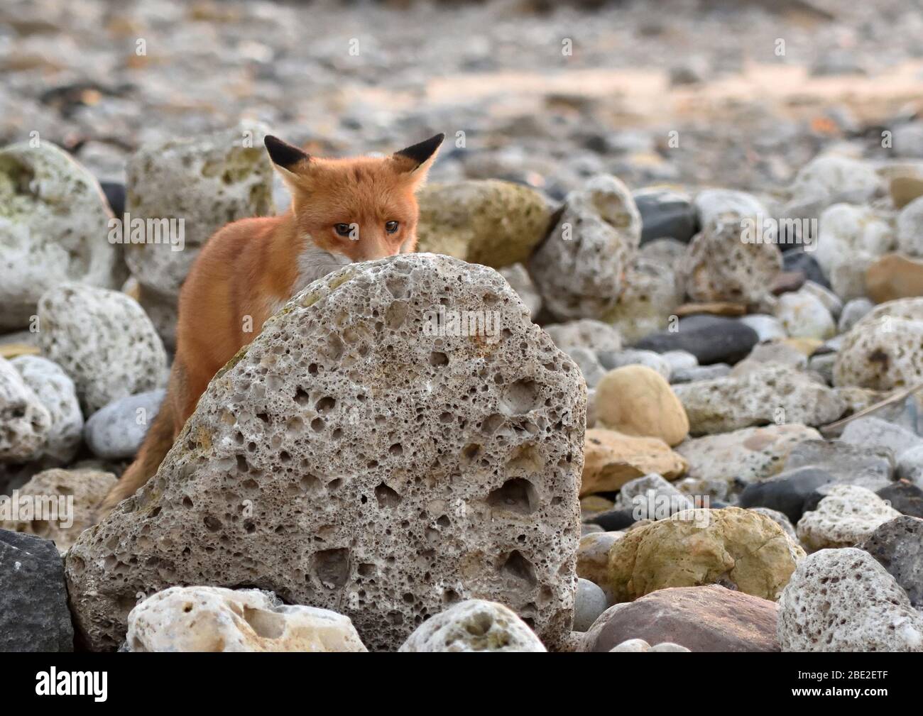 Red fox enjoying the beach Stock Photo - Alamy