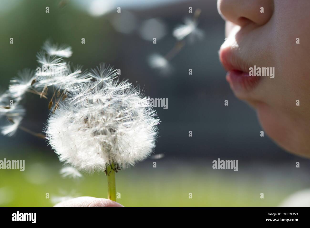 Child blowing dandelion seeds hi-res stock photography and images - Alamy