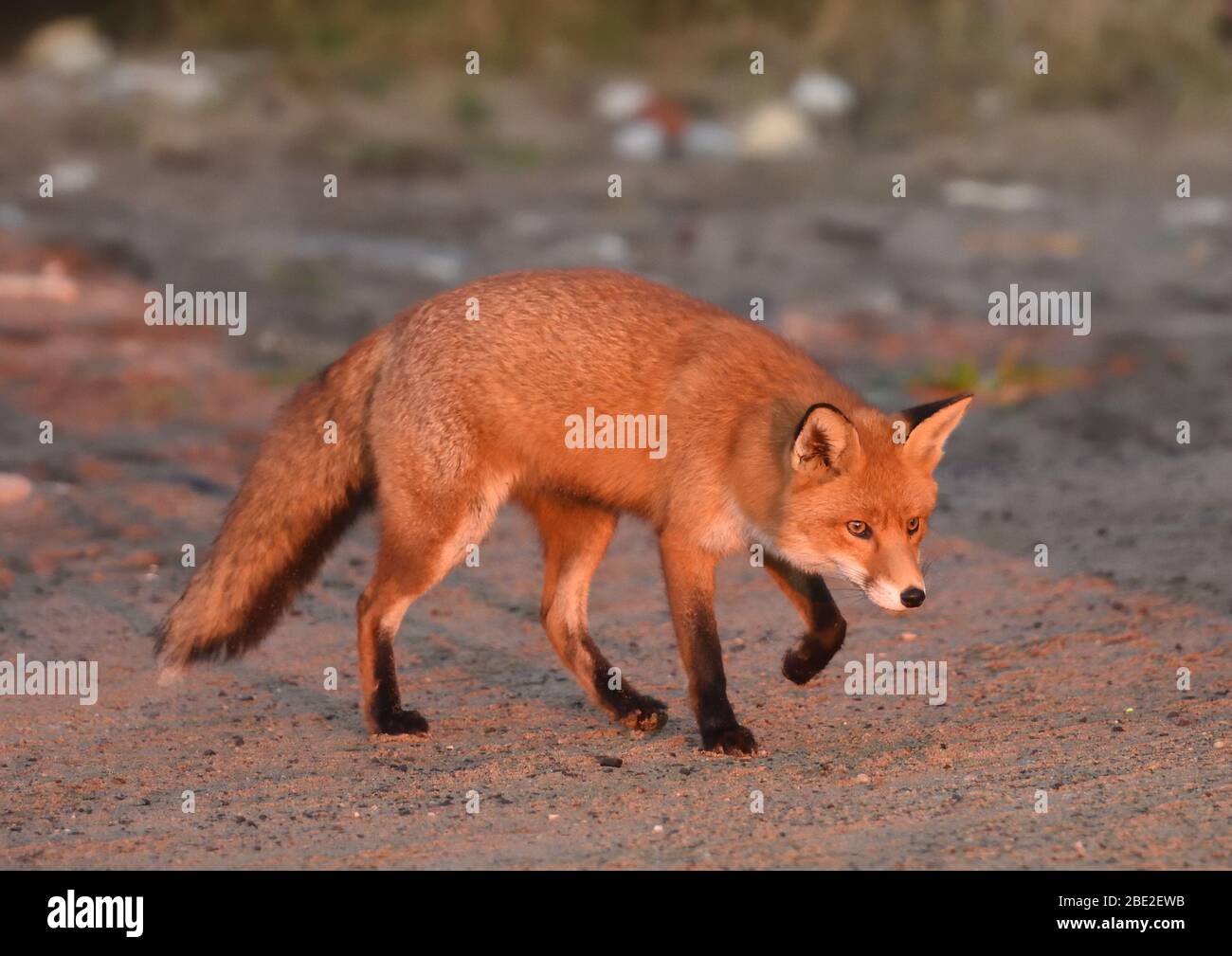 Red fox enjoying the beach Stock Photo - Alamy