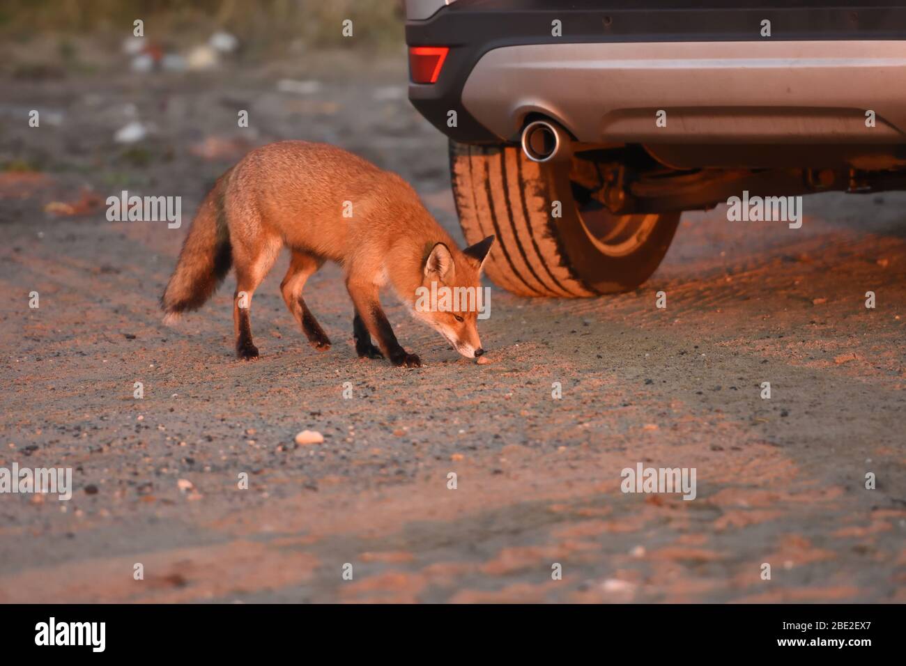 Red fox enjoying the beach Stock Photo - Alamy