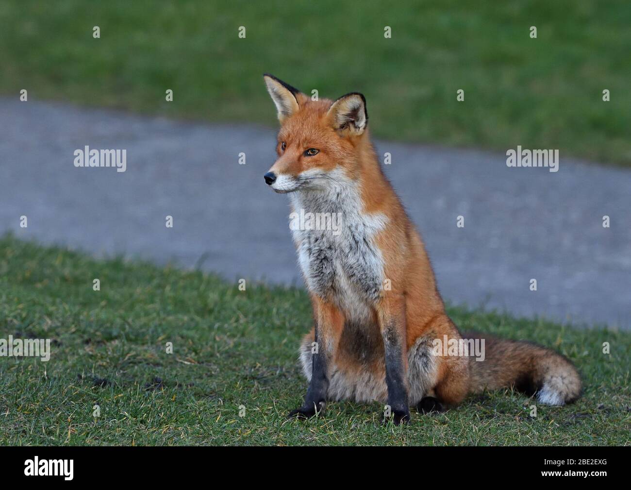Red fox enjoying the beach Stock Photo - Alamy