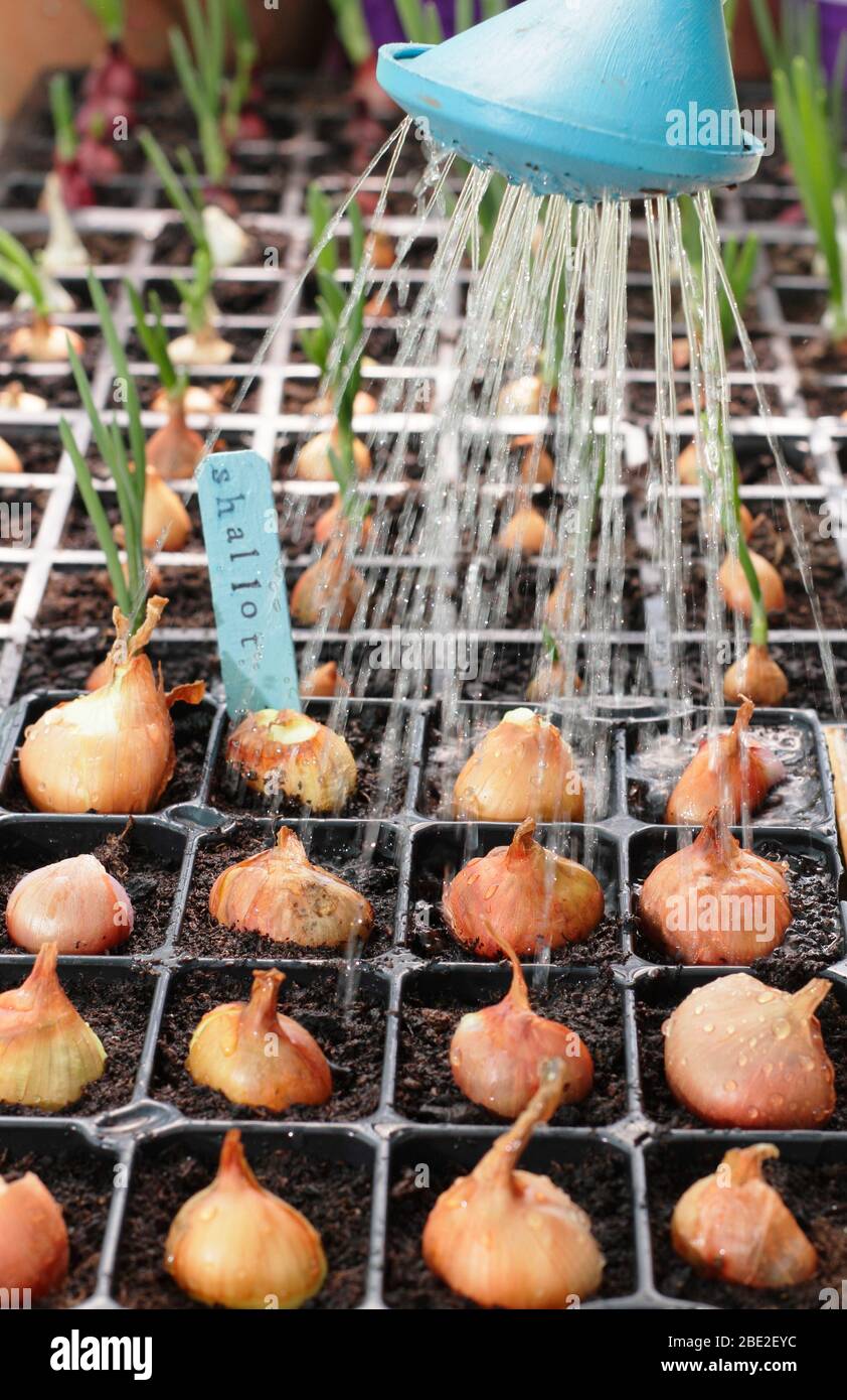 Allium cepa var. aggregatum 'Golden gourmet'. Watering shallots started ...