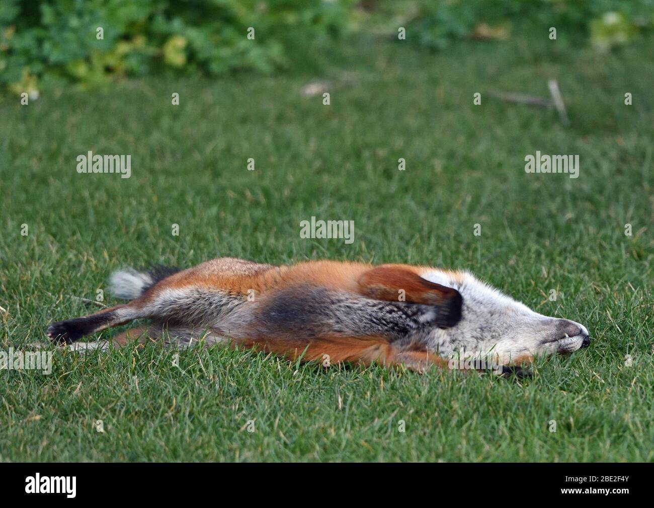 Red fox enjoying the beach Stock Photo - Alamy