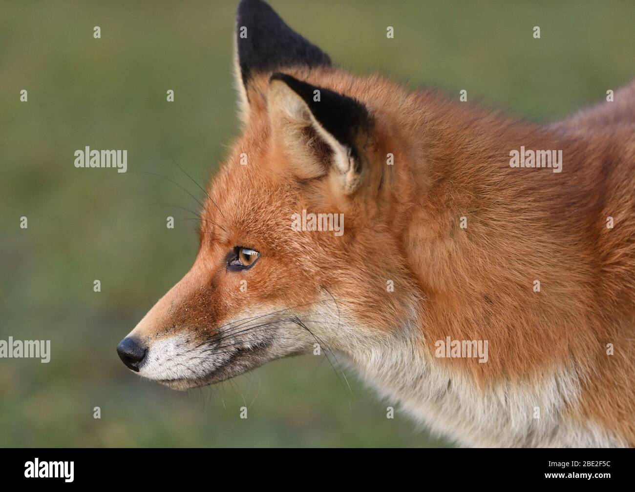 Red fox enjoying the beach Stock Photo - Alamy