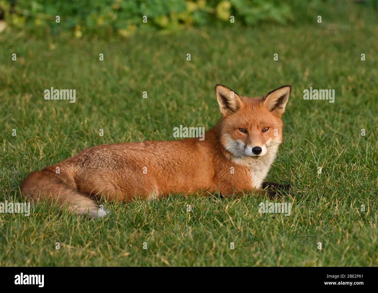 Red fox enjoying the beach Stock Photo - Alamy