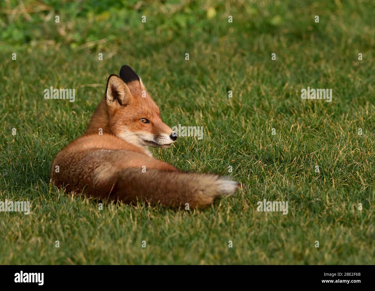 Red fox enjoying the beach Stock Photo - Alamy
