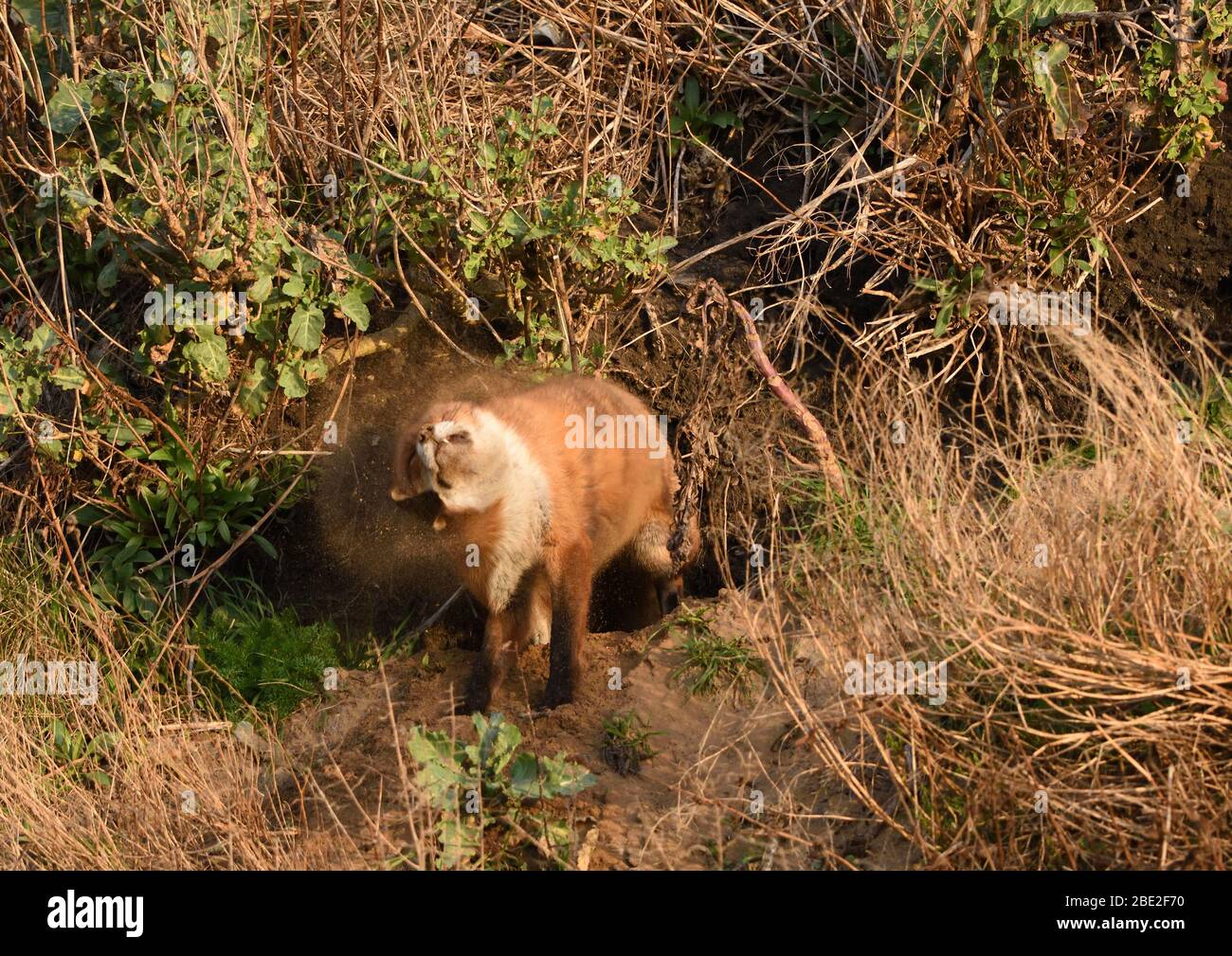 Red fox enjoying the beach Stock Photo - Alamy