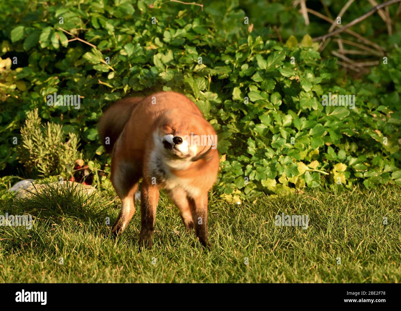 Red fox enjoying the beach Stock Photo - Alamy