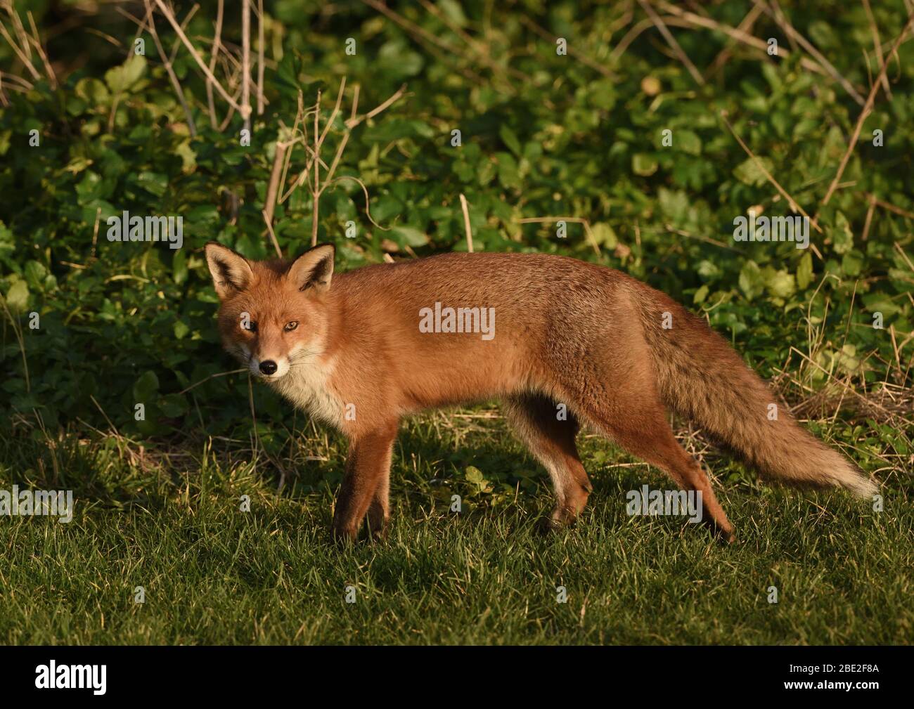 Red fox enjoying the beach Stock Photo - Alamy