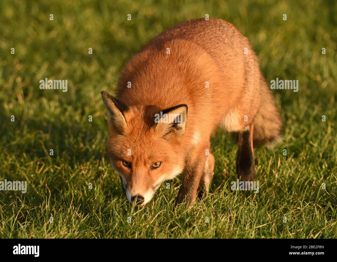 Red fox enjoying the beach Stock Photo - Alamy