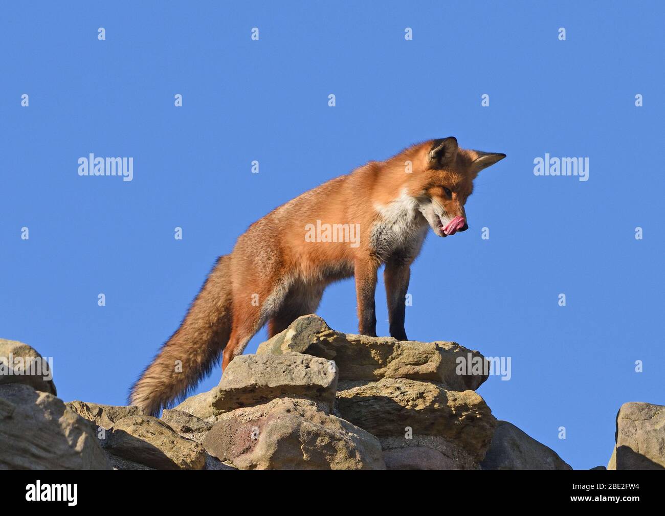 Dragon cub hi-res stock photography and images - Alamy