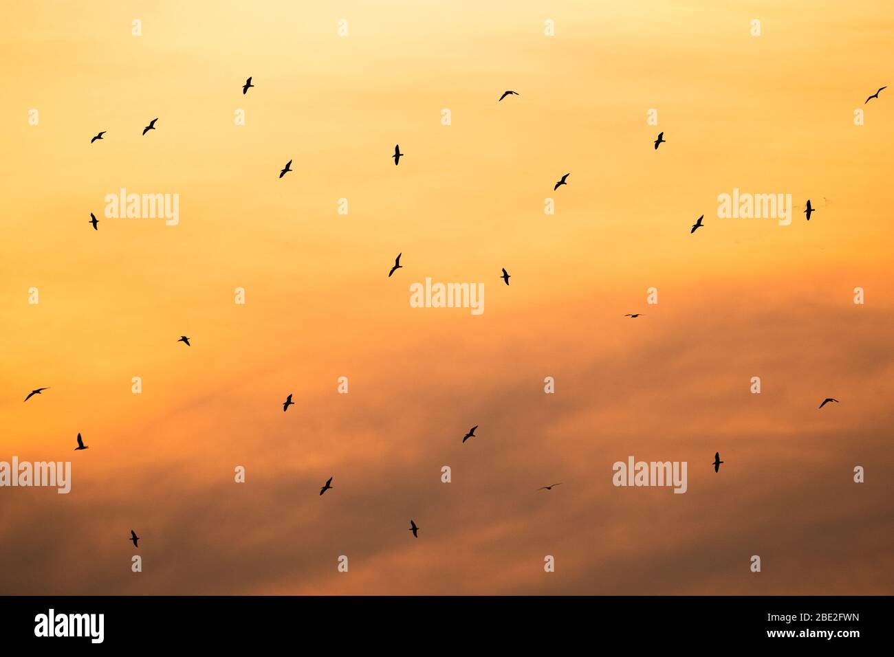 Birds flying free at sunset. Many birds flying over a city. Silhouettes ...