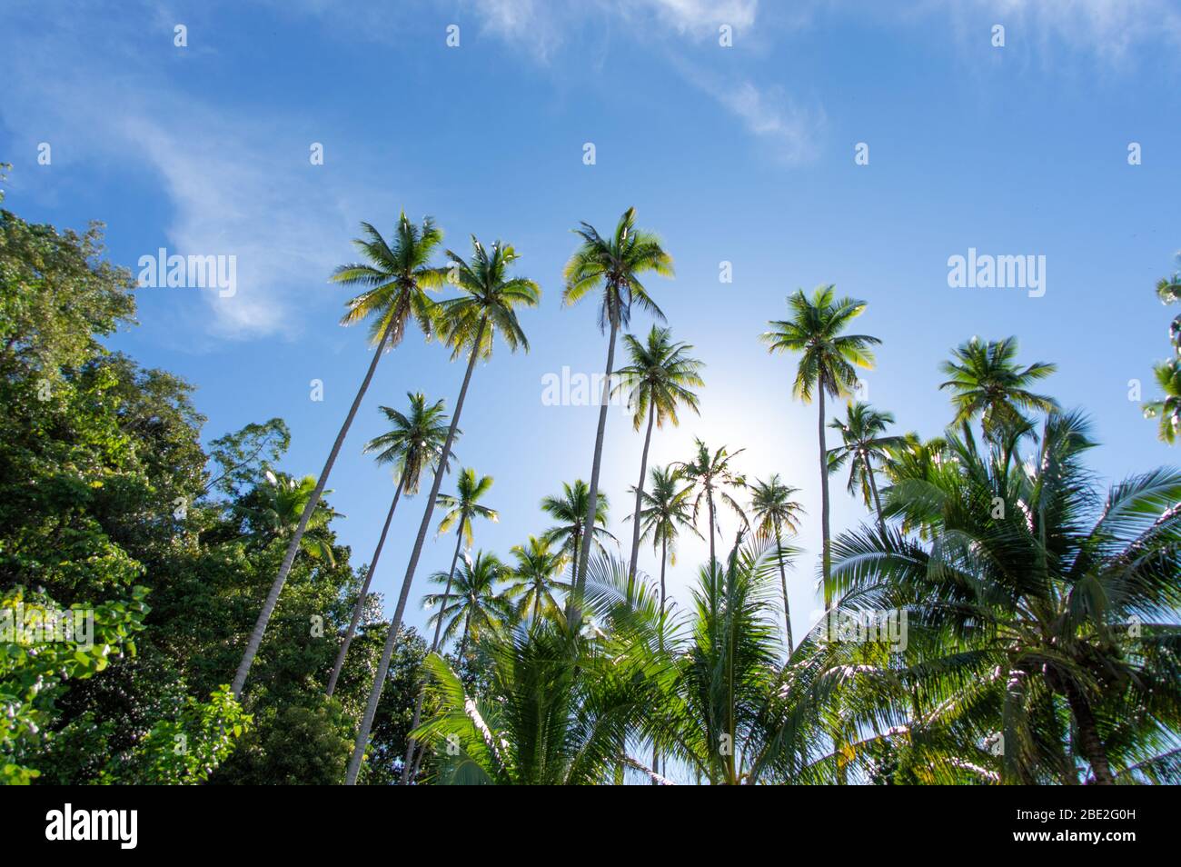 Group of palm trees from below view in the tropical landscape Stock ...
