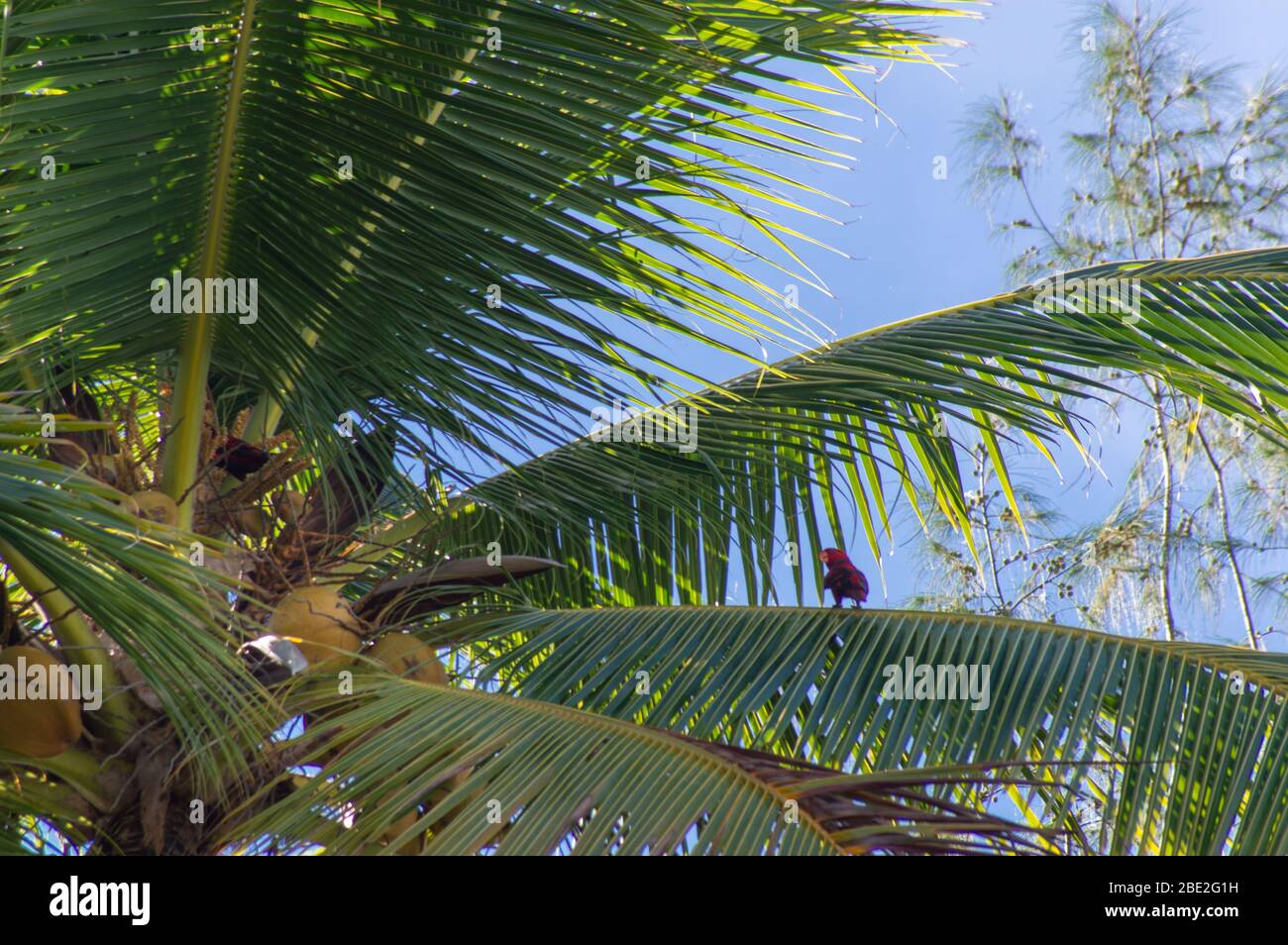 Colorful parrot on the leaf of Palm tree. Black-capped Lory (Lorius ...