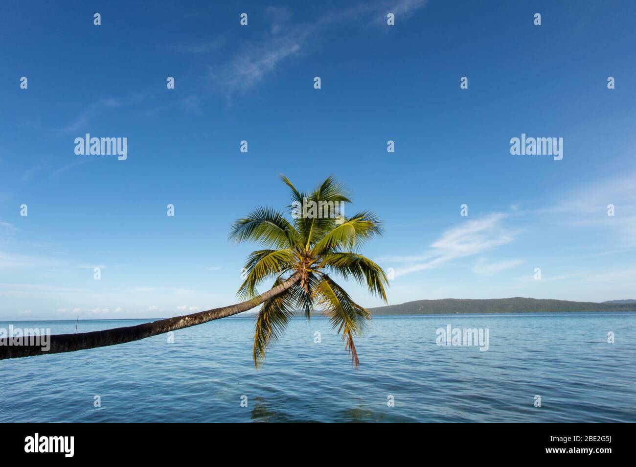 Isolated palm tree in horizontal over the sea in the tropical landscape ...