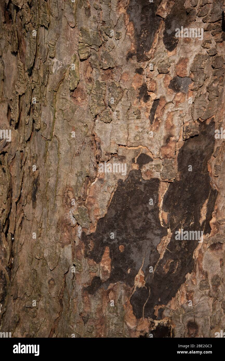 Splotchy hi-res stock photography and images - Alamy