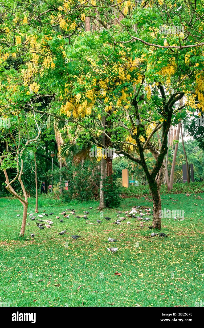 yellow ipe in Belo Horizonte Central Park Brazil Stock Photo - Alamy